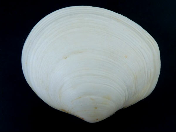 shellauction.net :: Tellina remies - 2122443