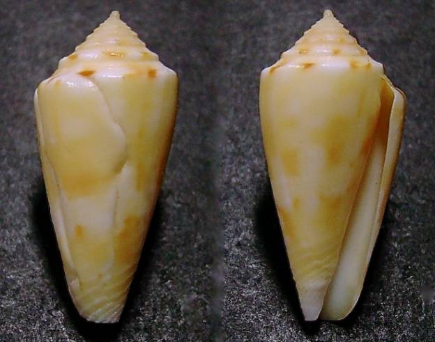 shellauction.net :: Conus bruuni v. magdalenae - 2125512