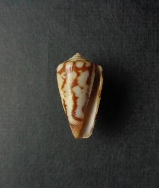 shellauction.net :: Conus algoensis f. simplex - 2125526