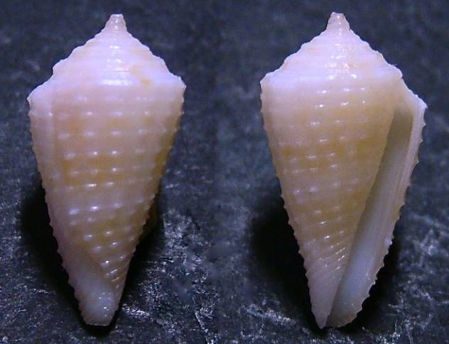 shellauction.net :: Conus howelli ssp. - 2128390