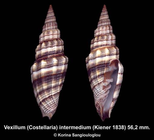 shellauction.net :: Vexillum (costellaria) intermedium - 2138759