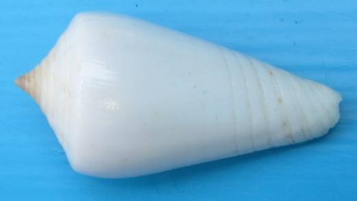 shellauction.net :: Conus albinous inscriptus - 2164297