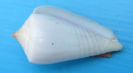 shellauction.net :: Conus albinous inscriptus - 2164297
