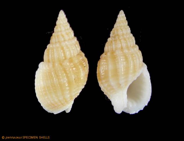 shellauction.net :: Nassarius eusulcatus - 2165466