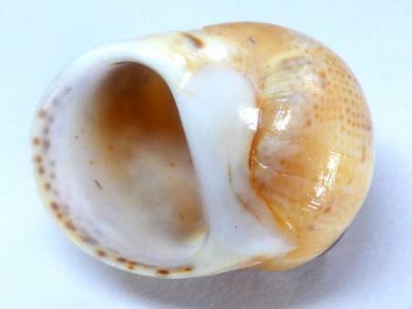 shellauction.net :: Natica tecta - 2170283