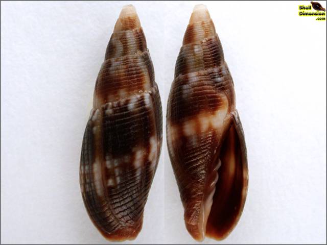 shellauction.net :: Mitra sp. - 2178985