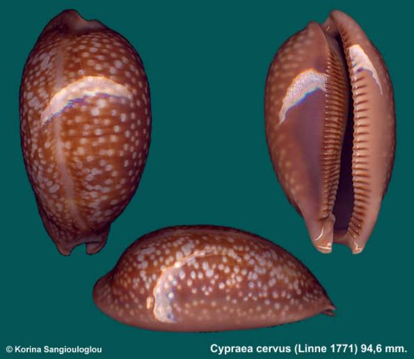 shellauction.net :: Cypraea cervus - 2194127