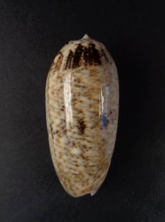 shellauction.net :: Oliva sericea textilina - 2201109