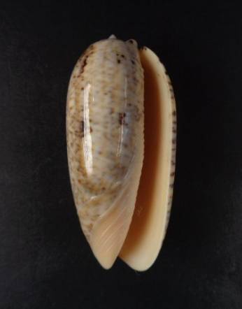 shellauction.net :: Oliva sericea textilina - 2201109