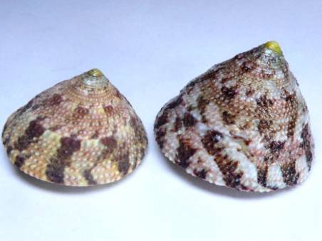 shellauction.net :: Trochus nigropunctatus - 2212429