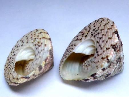 shellauction.net :: Trochus nigropunctatus - 2212429