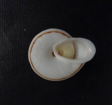 shellauction.net :: Obba bigonia - 2223709