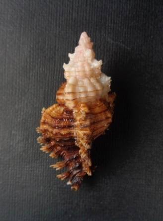 shellauction.net :: Chicoreus strigatus - 2224567