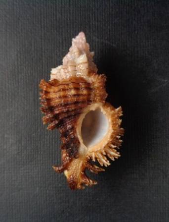 shellauction.net :: Chicoreus strigatus - 2224567