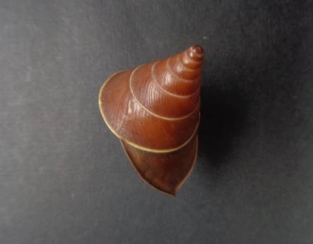 shellauction.net :: Papuina steursiana - 2236864