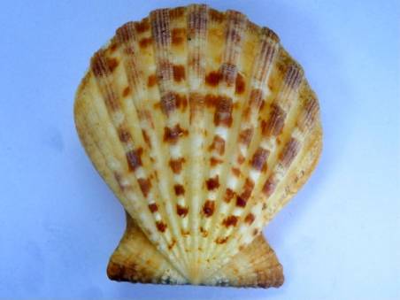 shellauction.net :: Pecten radula - 2237851