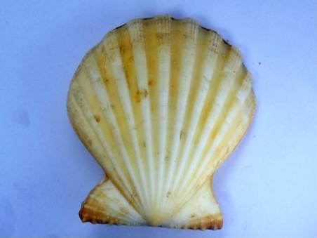 shellauction.net :: Pecten radula - 2237851