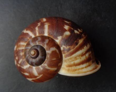 shellauction.net :: Cyclophorus zebrinus - 2249192