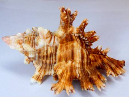 shellauction.net :: Chicoreus palmarosae - 2255652