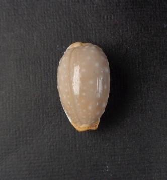 shellauction.net :: Cypraea limacina facifer - 2286826