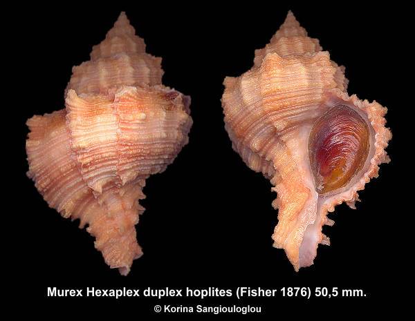 shellauction.net :: Hexaplex duplex hoplites - 2288015