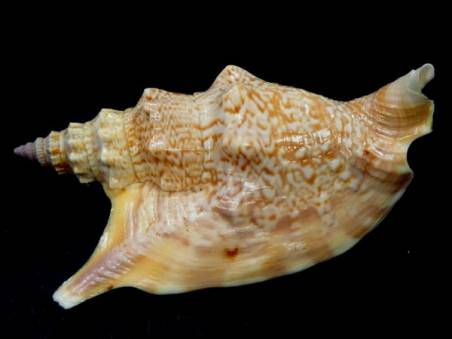 shellauction.net :: Strombus vomer vomer - 2306696