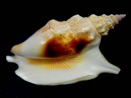 shellauction.net :: Strombus vomer vomer - 2306696