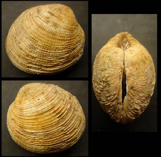 shellauction.net :: Periglypta multicostata - 2310384