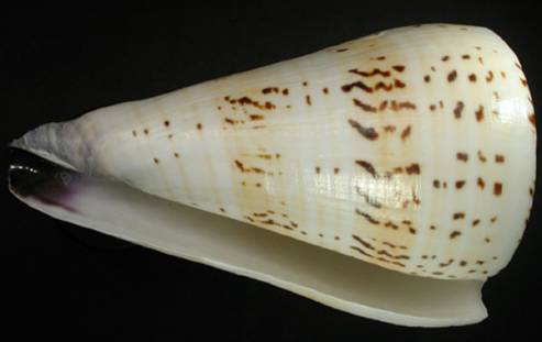 shellauction.net :: Conus moncuri - 2335269