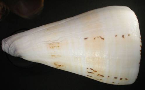 shellauction.net :: Conus moncuri - 2335269