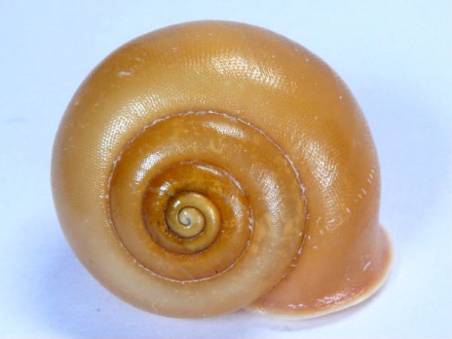 shellauction.net :: Chloritis lepidophora - 2342365