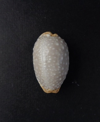 shellauction.net :: Cypraea limacina facifer - 2343825