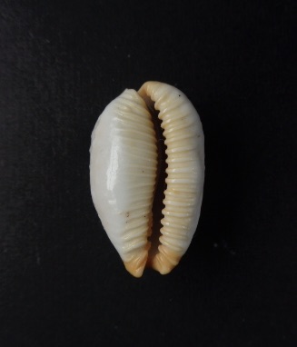 shellauction.net :: Cypraea limacina facifer - 2343825