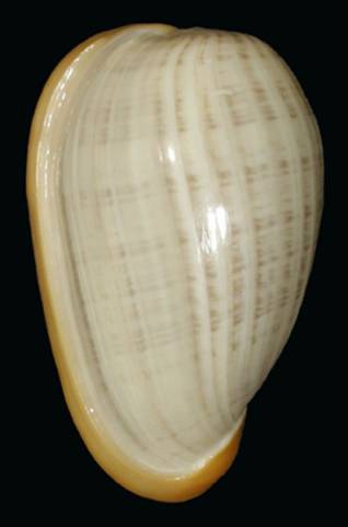 shellauction.net :: Cryptospira strigata f. undulata - 2354243