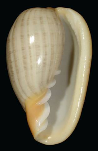 shellauction.net :: Cryptospira strigata f. undulata - 2354243