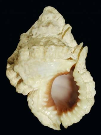 shellauction.net :: Bursa rosa - 2355589