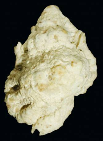 shellauction.net :: Bursa rosa - 2355589