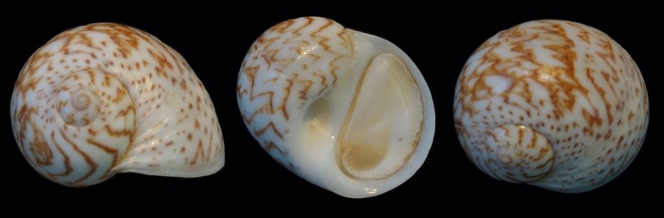 shellauction.net :: Natica fulminea - 2368809