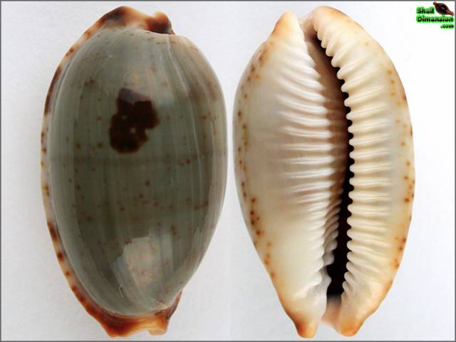 shellauction.net :: Cypraea stolida ssp. - 2373916