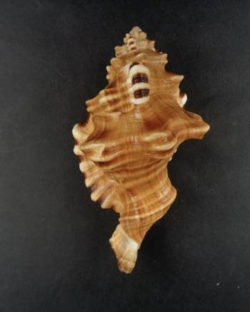 shellauction.net :: Cymatium perryi - 2381877