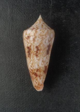 shellauction.net :: Conus neptunus - 2394715