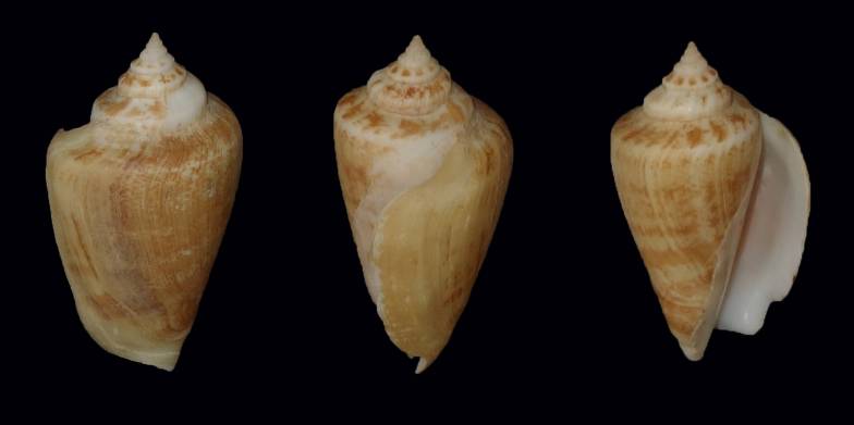 shellauction.net :: Strombus persicus - 2398159