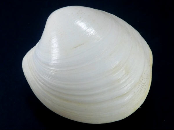 shellauction.net :: Pitar prora - 2399134