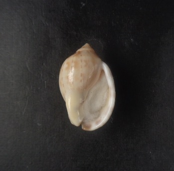 shellauction.net :: Semicassis labiata f. iredalei - 2400388