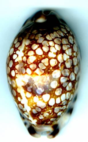 shellauction.net :: Mauritia histrio - 2423031