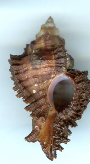 shellauction.net :: Chicoreus groschi - 2426442