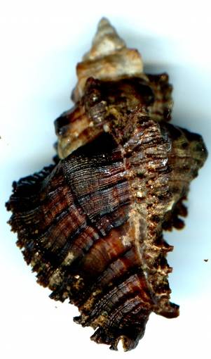 shellauction.net :: Chicoreus groschi - 2426442