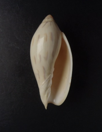 shellauction.net :: Amoria maculata - 2435395