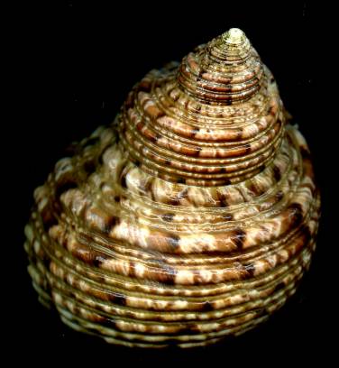 shellauction.net :: Turbo laetus - 2451819