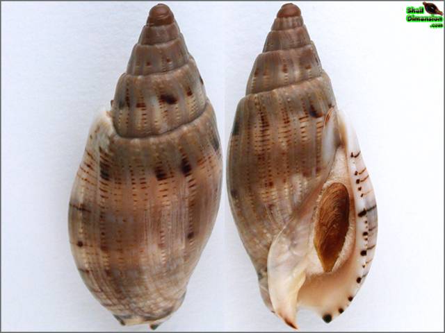 shellauction.net :: Lyria pauljohnsoni - 2463334